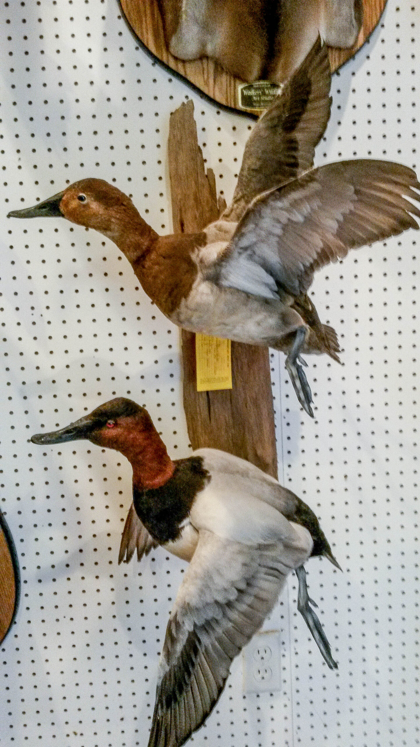 Birds - Walker's Wildlife