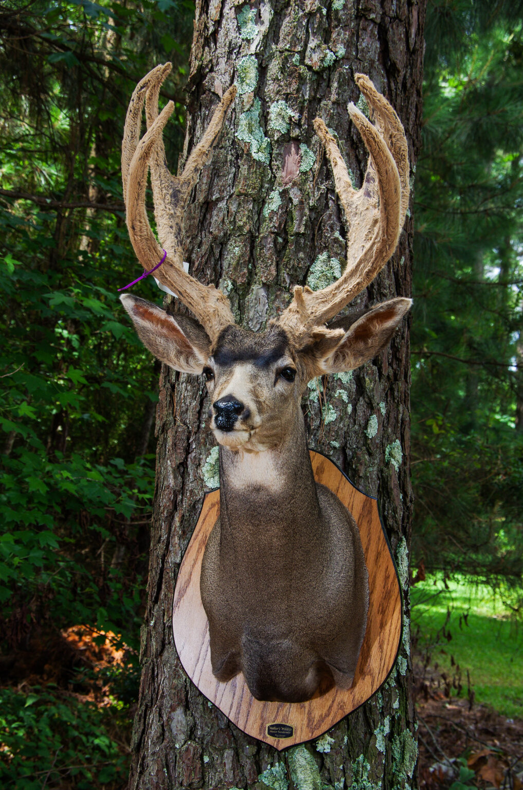 Shoulder Mounts - Walker's Wildlife
